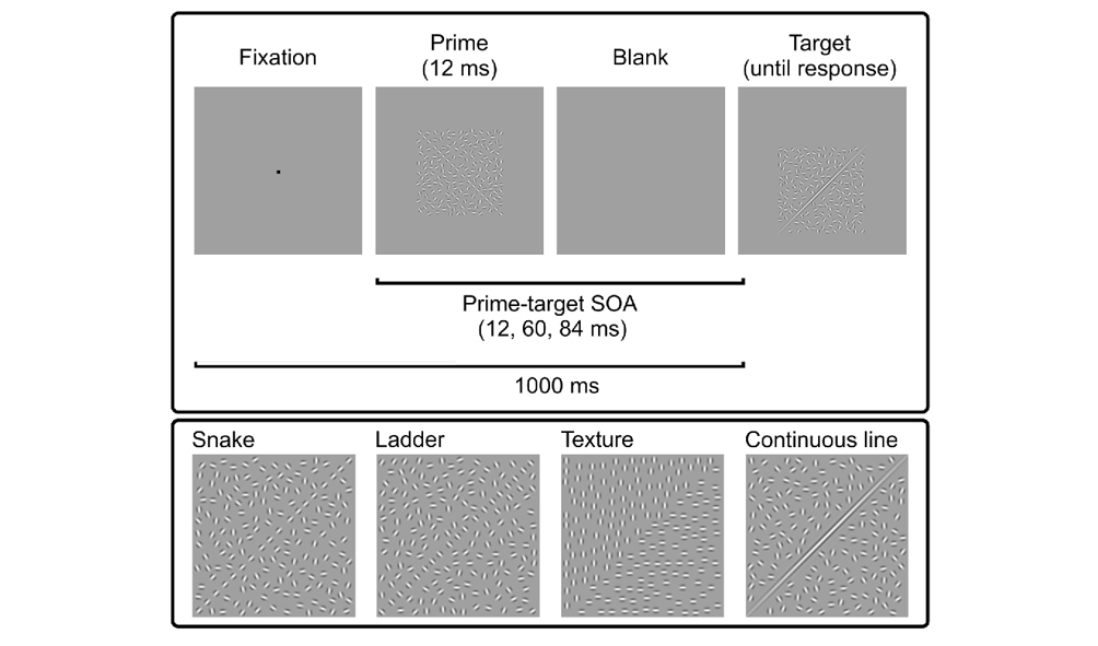 Texture and contour processing – Dr Kathleen Vancleef